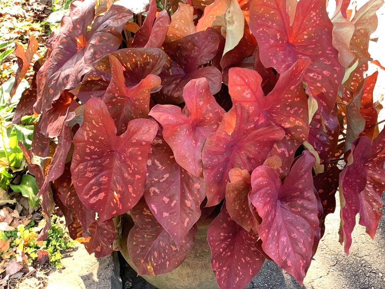 Caladium 'Burning Heart' Size Jumbo tropical plant Bulb ~ New Crop 202 ...