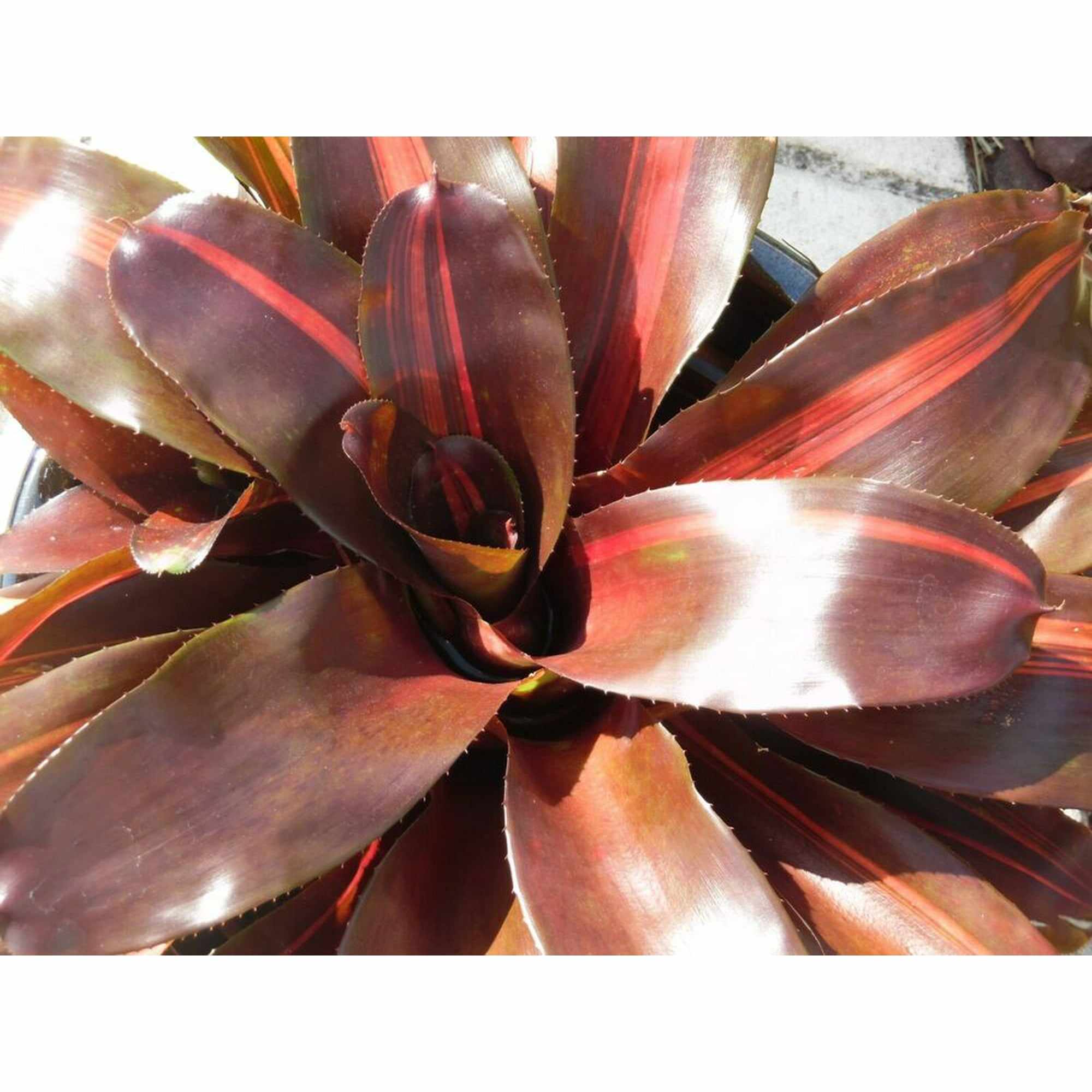 Neoregelia VARIEGATED PEMIENTO burgendy Bromeliad one tropical plant 5 ...