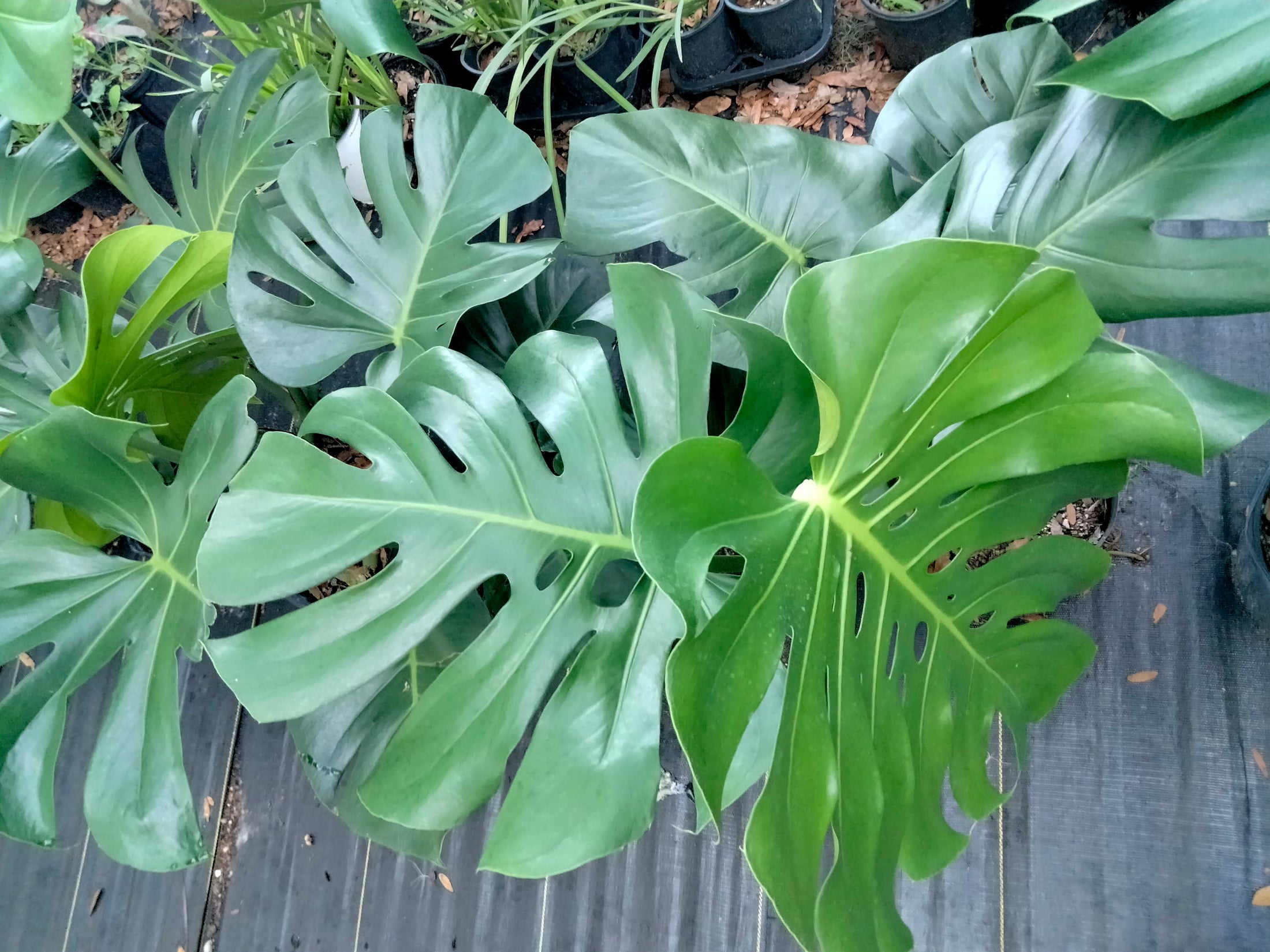 Monasteria (swiss cheese) live plant – Orender Farm and Gardens LLC