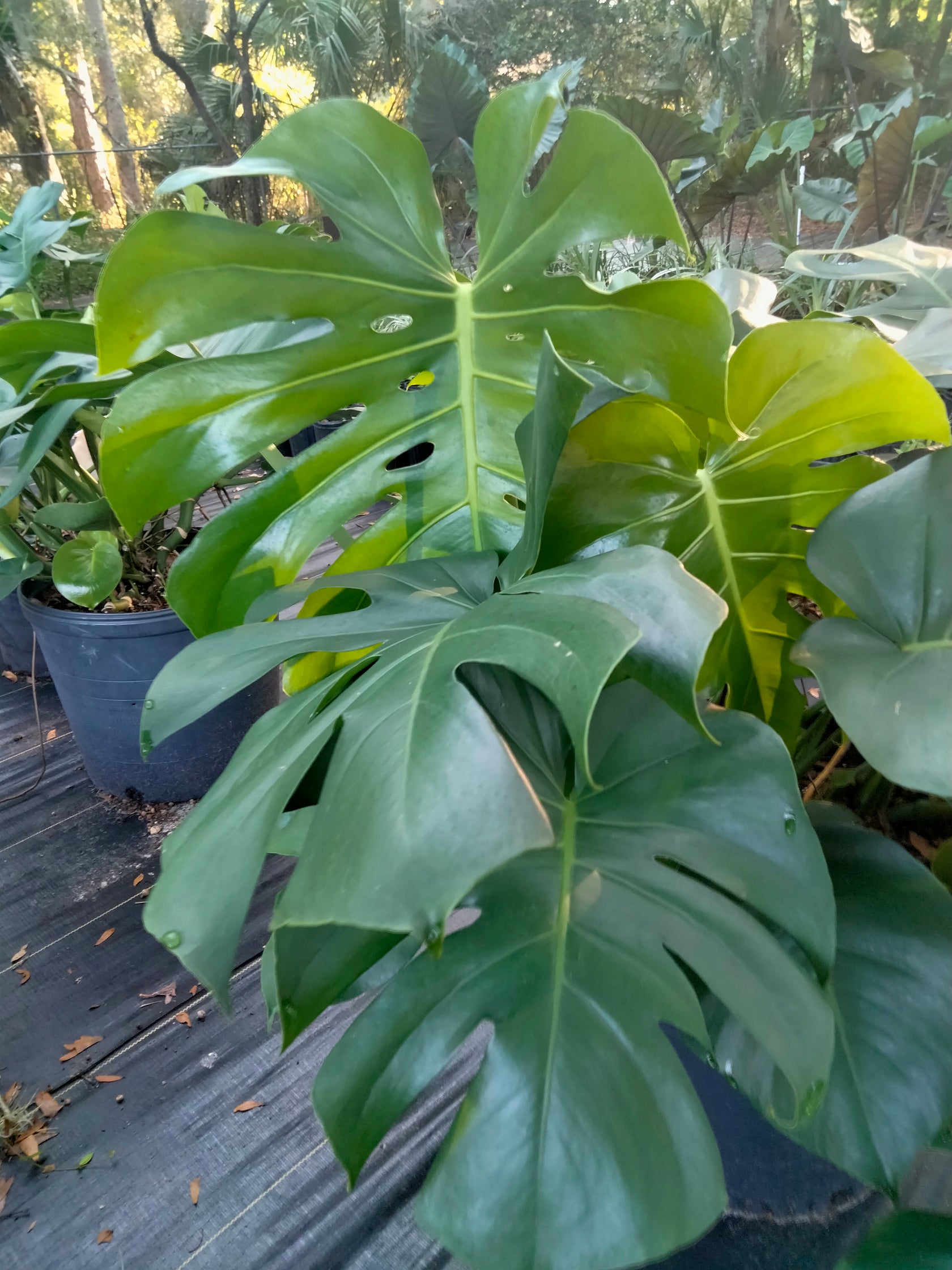 Monasteria (swiss cheese) live plant – Orender Farm and Gardens LLC